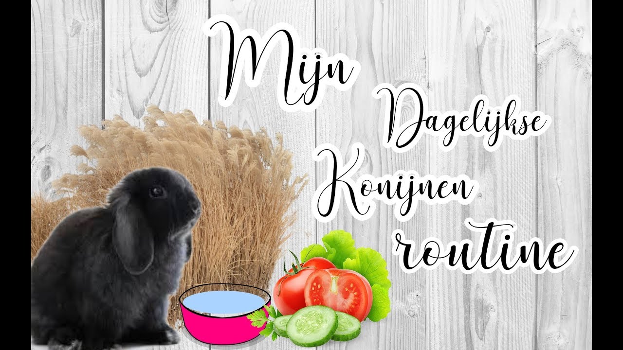 Mijn Dagelijkse konijnen routine/ Dailey Bunny Care Routine BUNNBUNN ...
