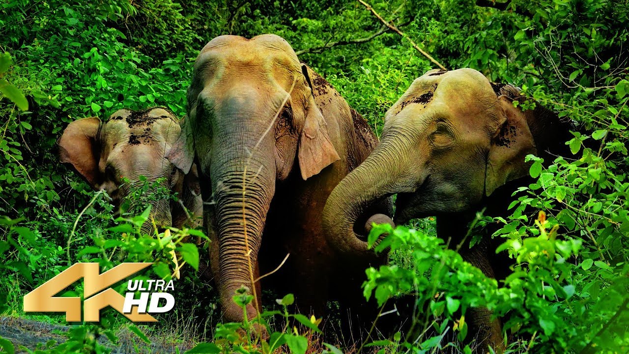 Beautiful Indian Forest Elephant Family - YouTube
