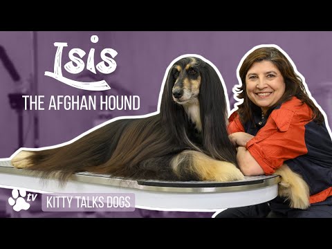 Grooming Isis the Afghan Hound | Kitty Talks Dogs - TRANSGROOM