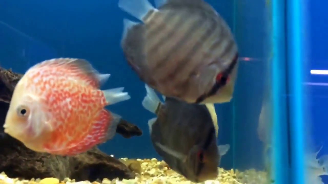 Lister Drive Fisheries Liverpool - YouTube