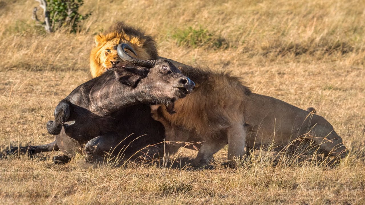 How Lion Attack Buffalo In The Wild - YouTube