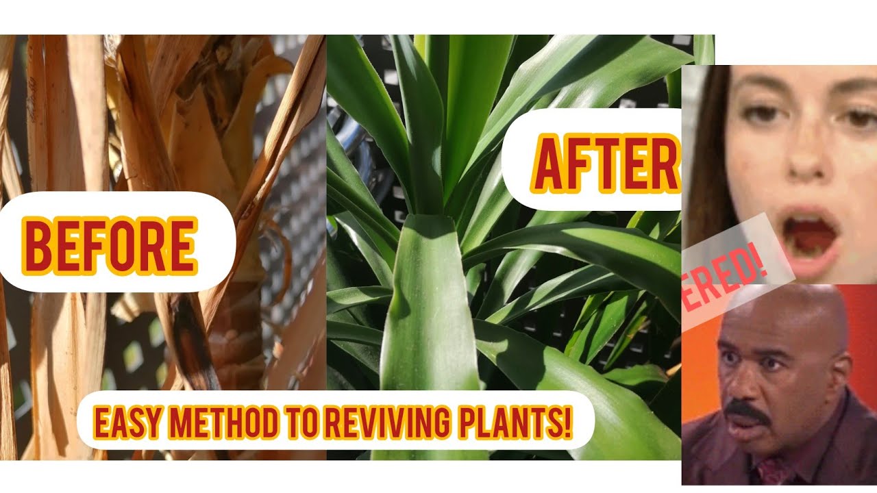DIY METHOD OF REVIVING PLANTS|PLANTS RAPID GROWTH?DO THIS,THANK ME ...