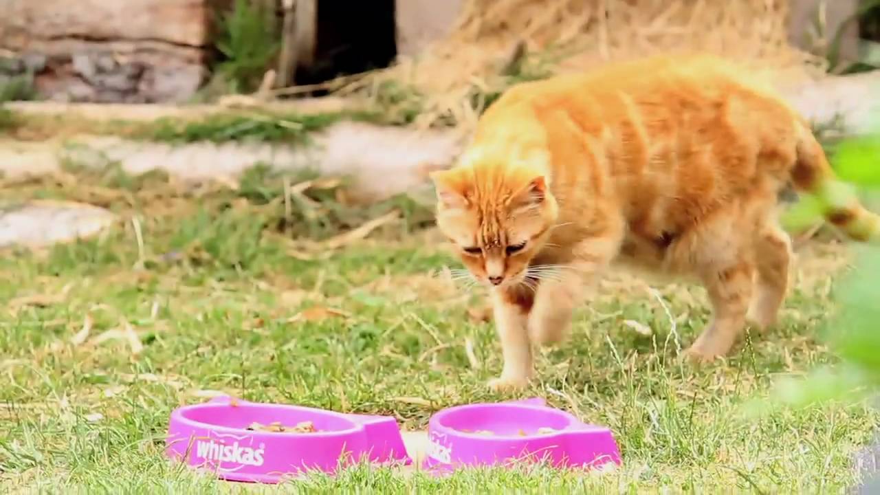 What we do at The Mayhew Animal Home in London - YouTube