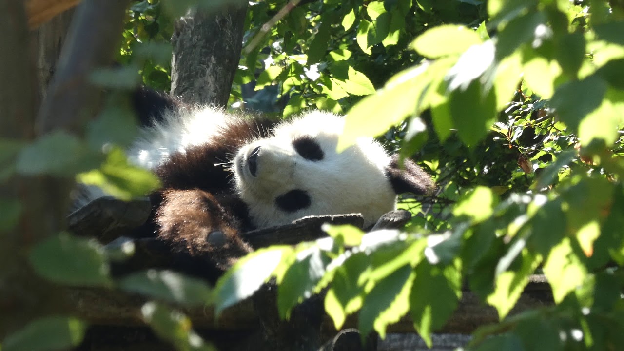 Panda Mega Zoom - YouTube