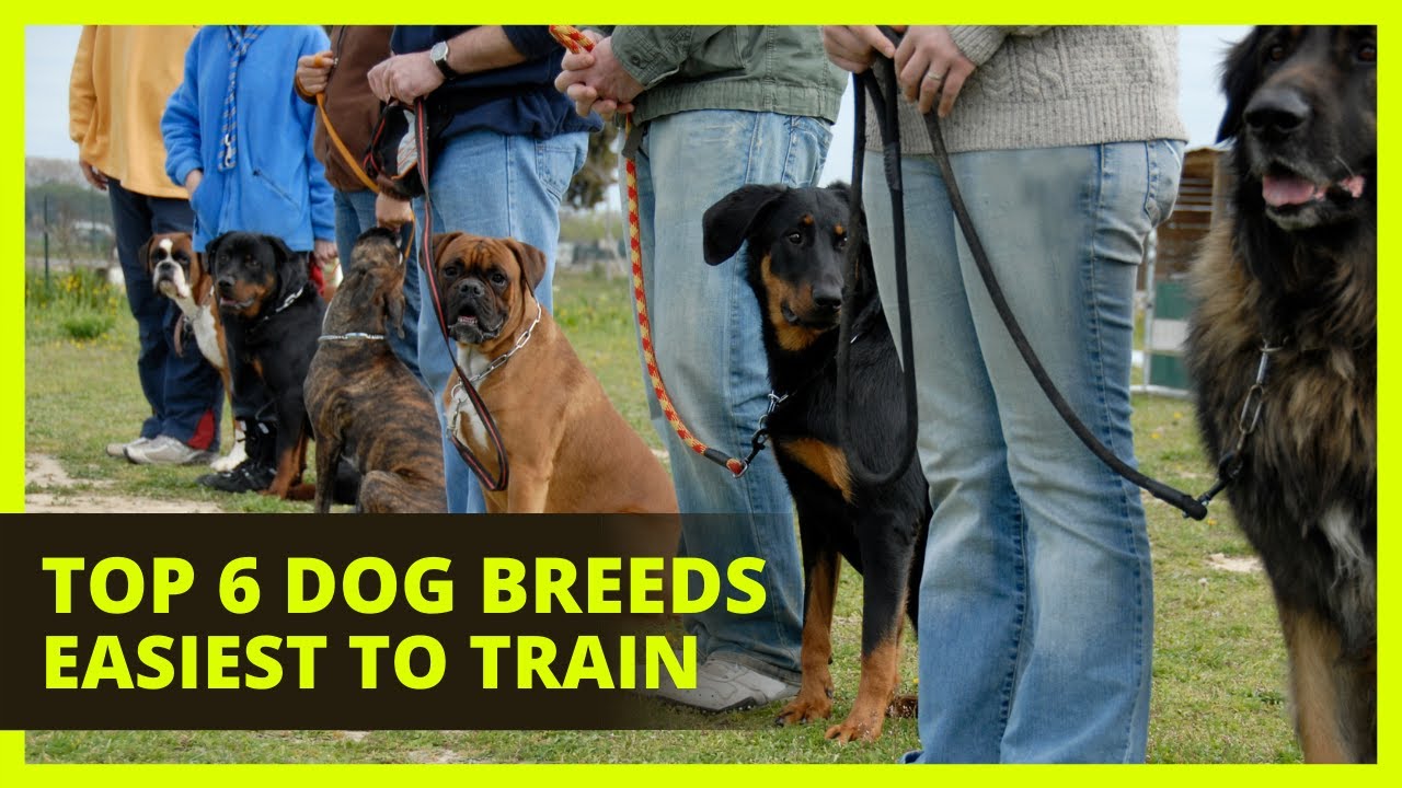 BEST DOGS TO TRAIN | Top 6 breeds that are the easiest to train - YouTube