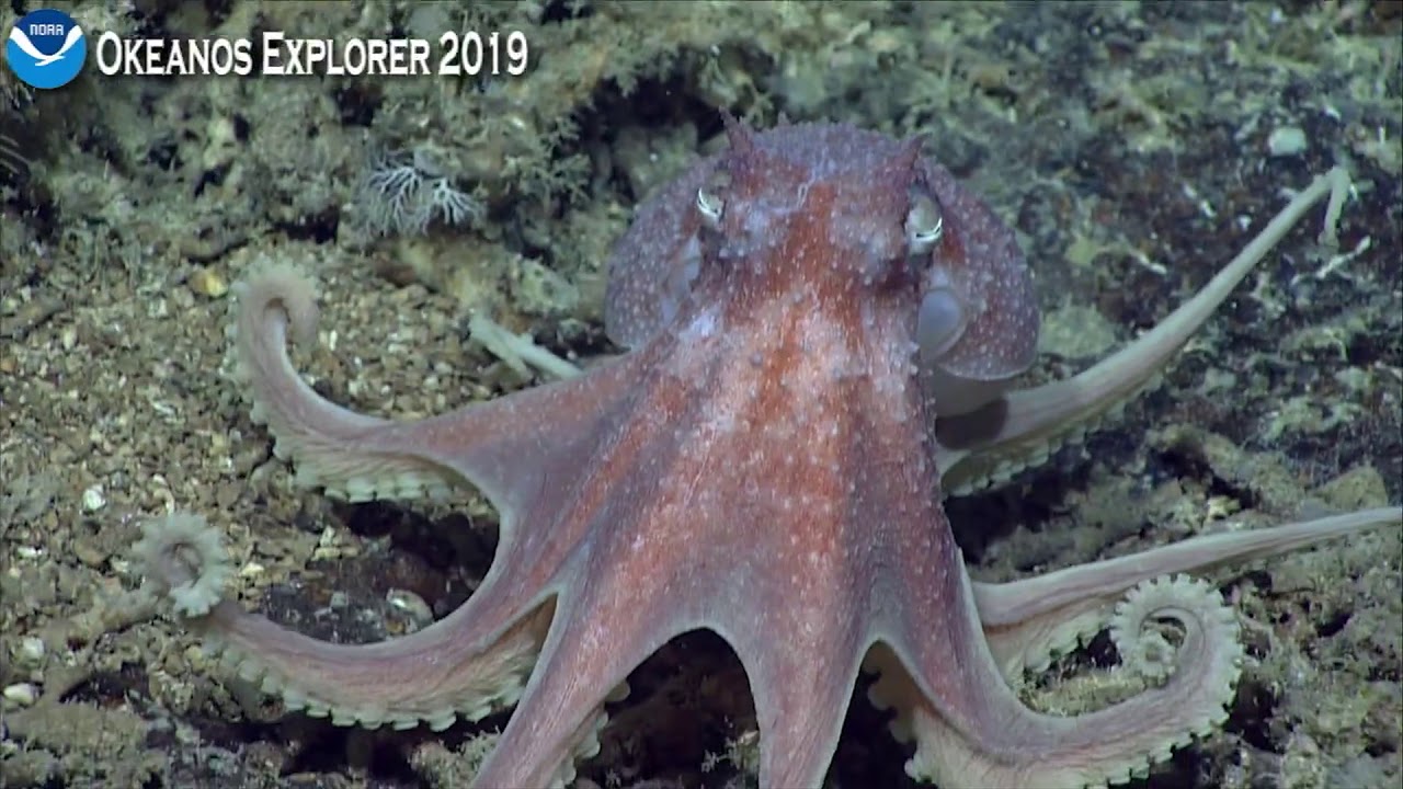Okeanos Explorer Video Bite: Horned Octopus - YouTube