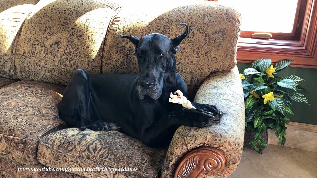 Dainty Great Dane Politely Enjoys Her Chew Bone - YouTube