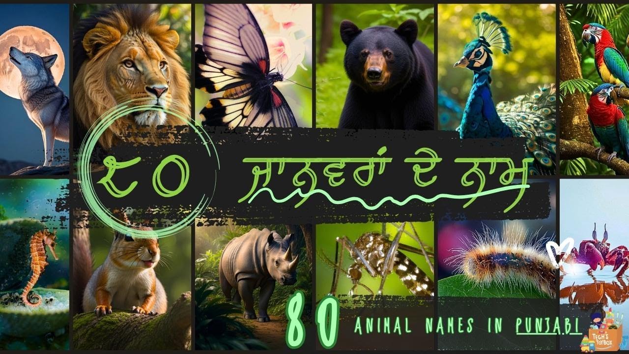 80 Animal Names in Punjabi || Tegh's Toybox Ltd. || - YouTube
