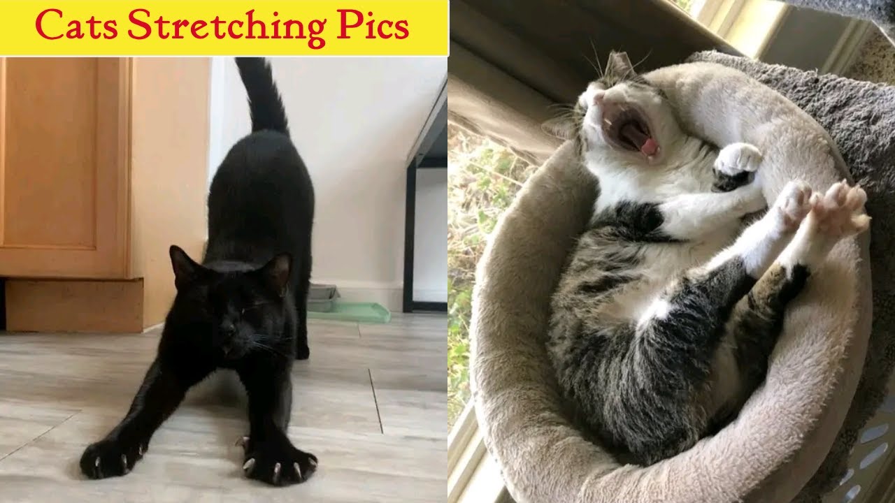 Cats Stretching Pictures - Funny Cat Pics - YouTube