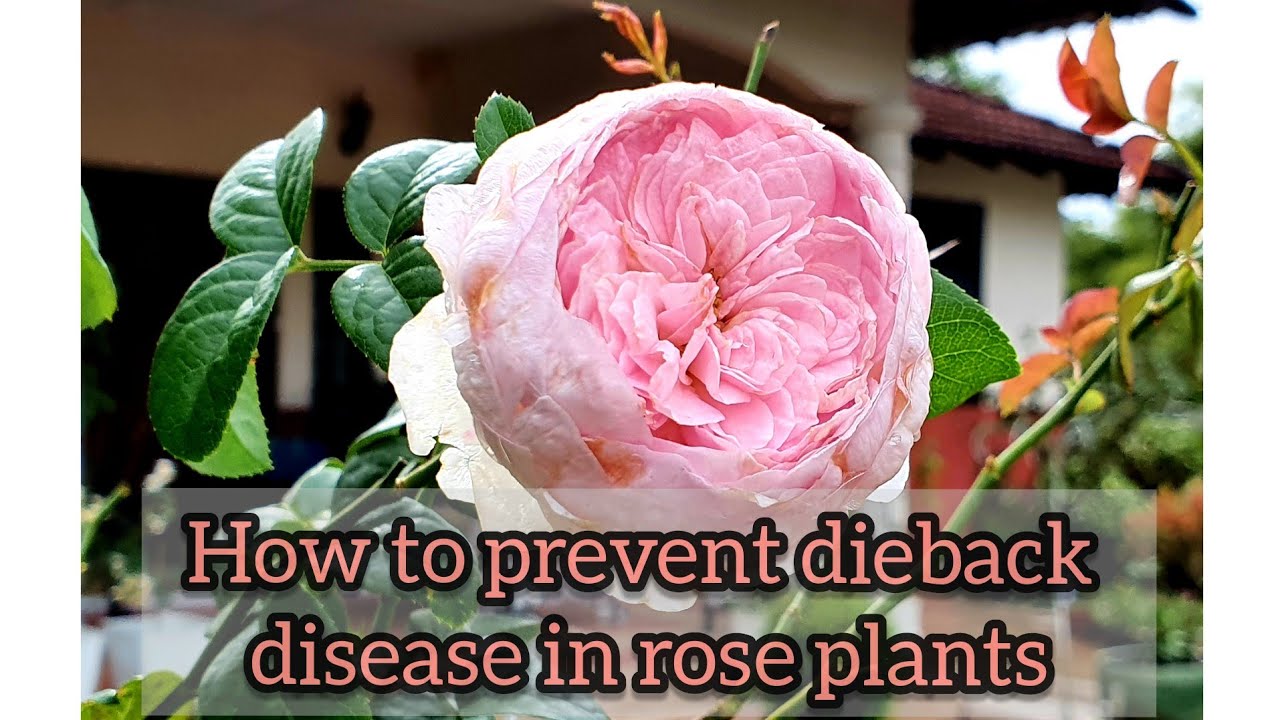 How I prevent DIEBACK DISEASE in my rose plants during rainy season ...