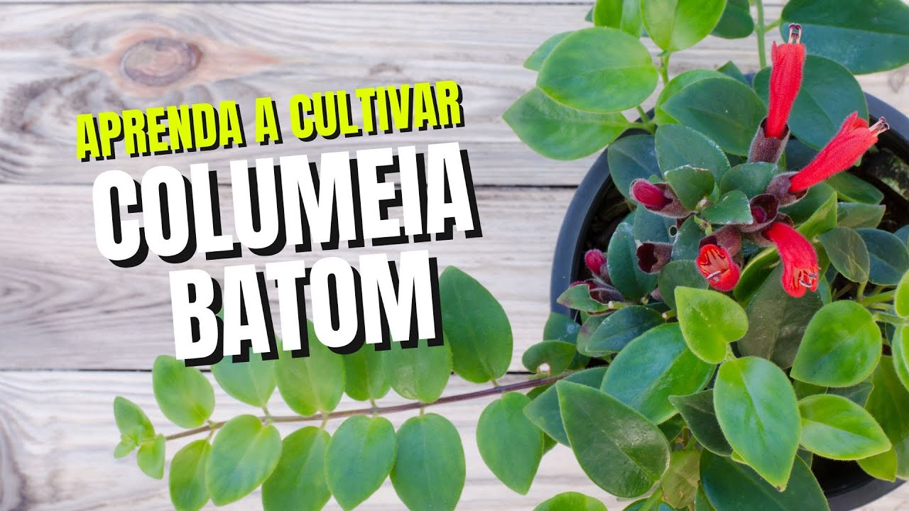 APRENDA A CULTIVAR COLUMEIA BATOM - YouTube
