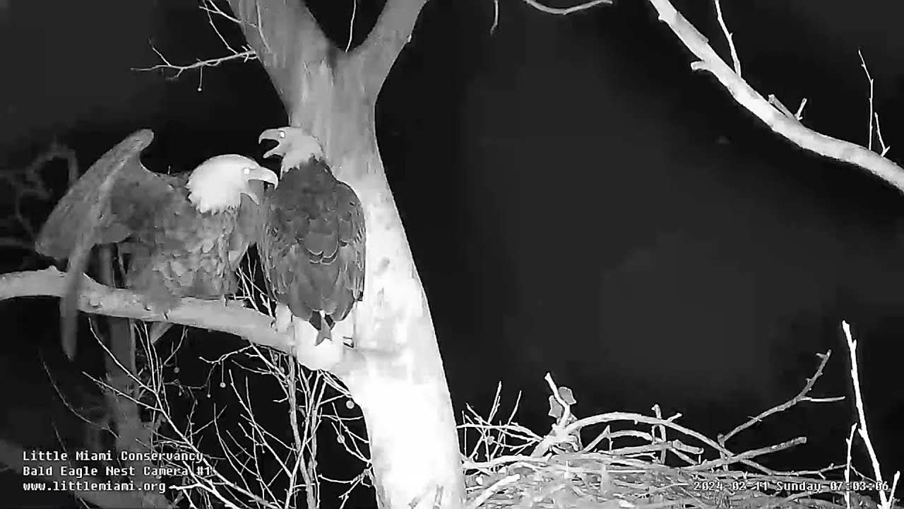 LMC Eagle Cam ~ Bette mimics male copulation ~ 2/11/2024 - YouTube