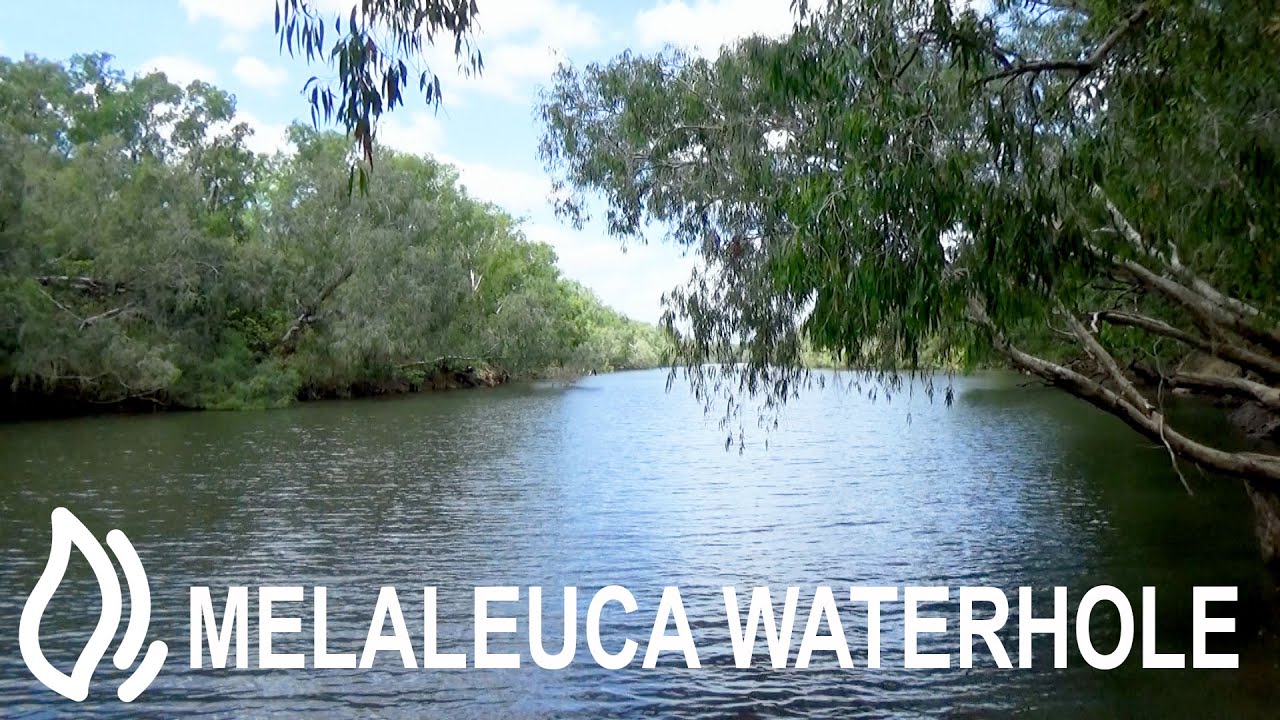 Melaleuca Waterhole Camping Area - Rinyirru (Lakefield) National Park ...