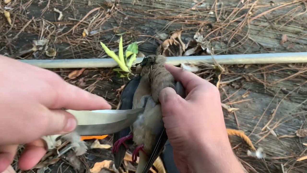 How to clean a dove (easy) - YouTube