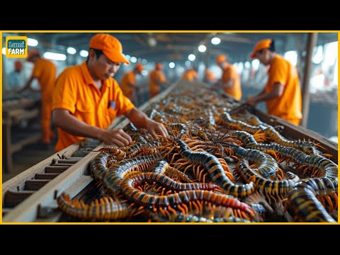 Centipede Farm - How Chinese Farmers Raise Billions of Centipedes, Earning Millions of Dollars