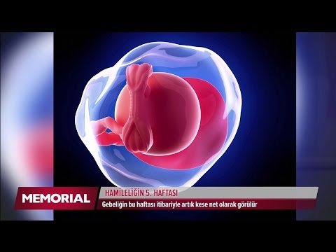 5 haftalık gebelik döneminde neler oluyor?