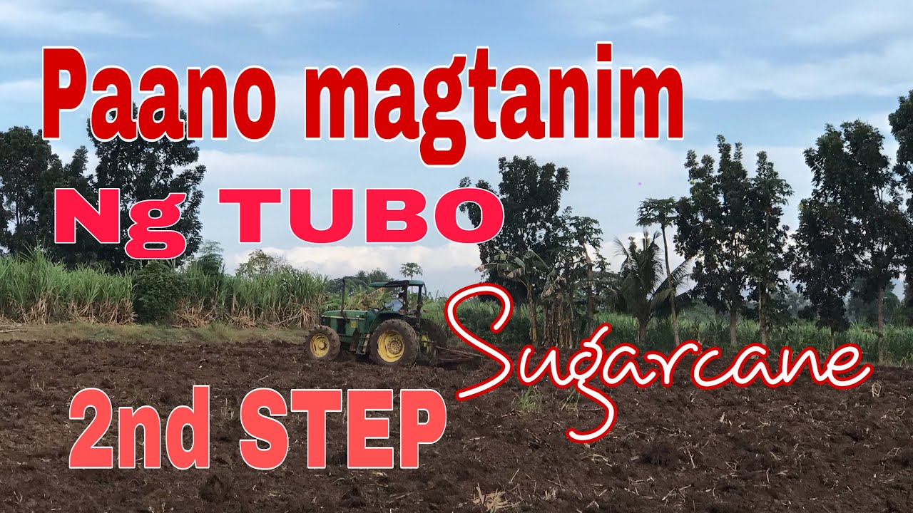 Paano magtanim ng tubo (sugarcane) second step - YouTube