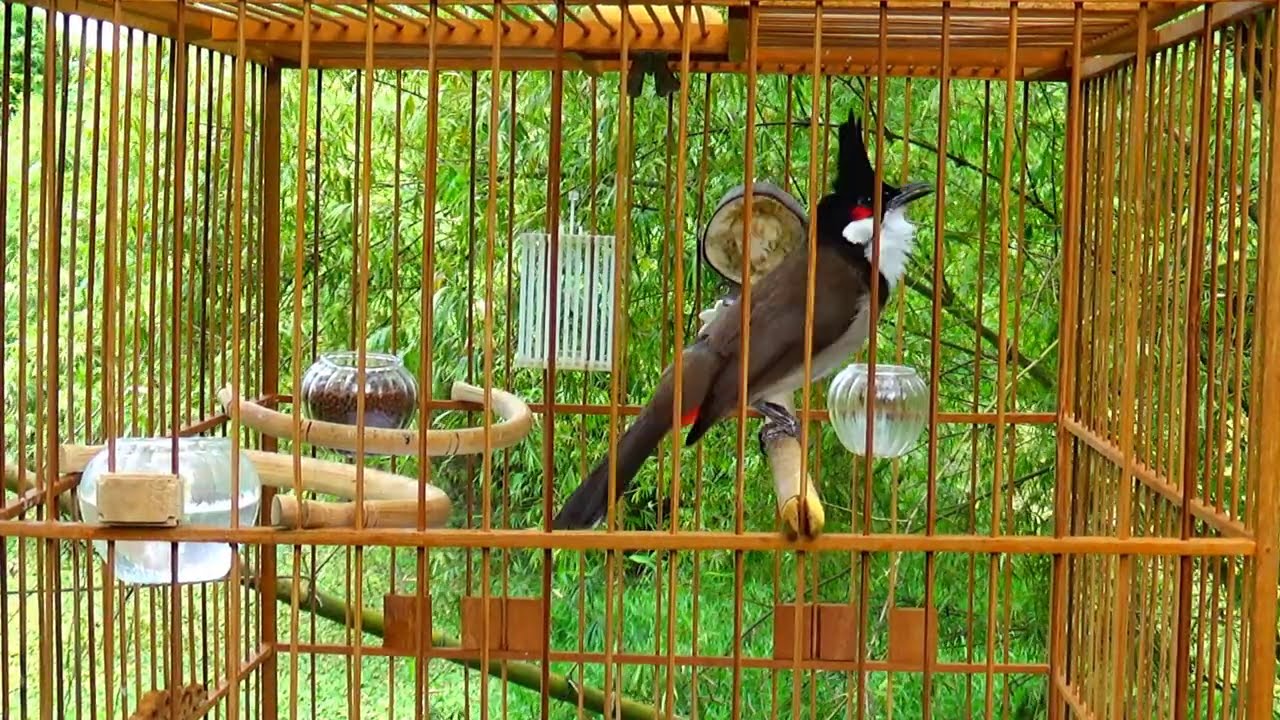 Chào mào | Siêu ché: Chào mào luyện giọng hót hay ép chim má trắng với ...