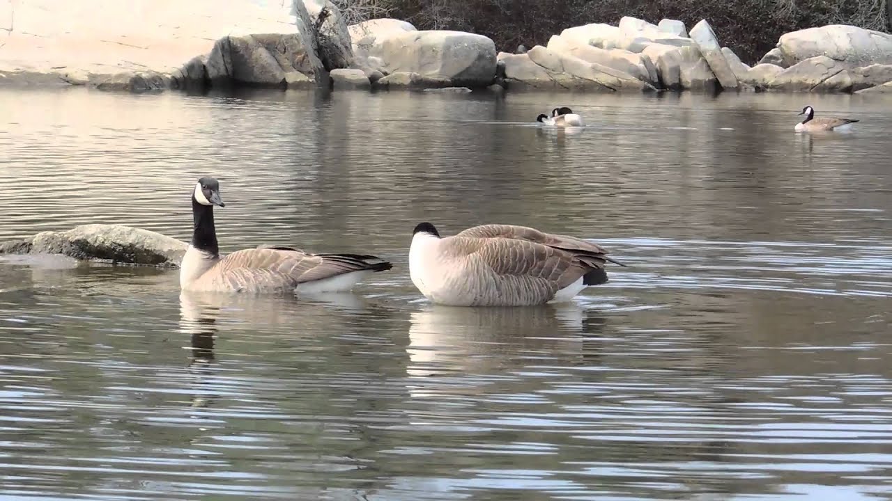Lake Natomas Paddle - 2/13/14 - YouTube