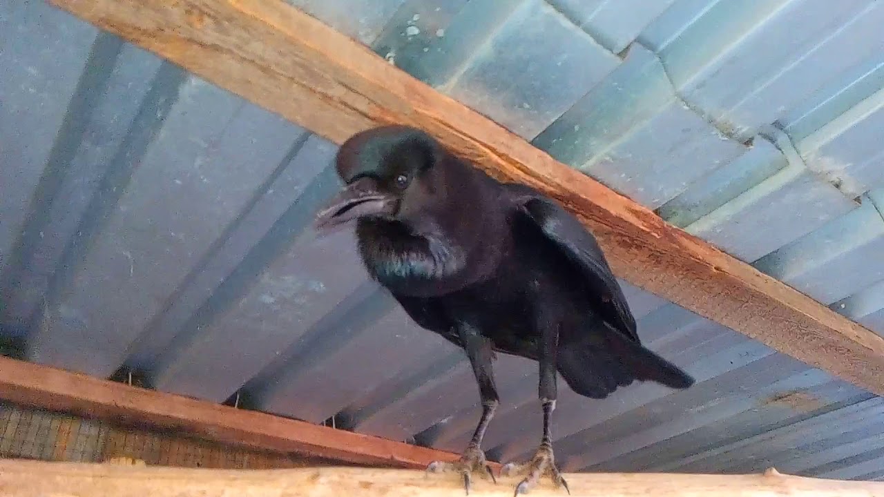 Angry Crow - YouTube
