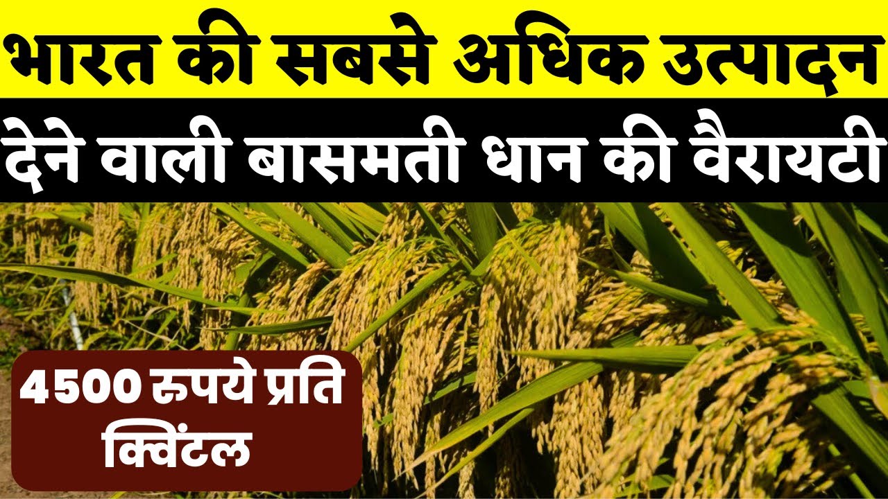 भारत की सबसे अधिक उत्पादन देने वाली बासमती धान की वैरायटी | basmati ...