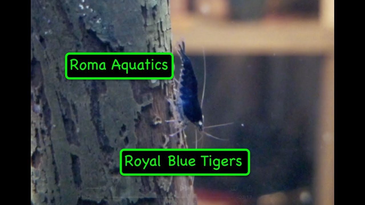 Royal Blue Tiger Shrimp Unboxing - From Jason Lin - RomaAquatics.com 🆒 ...