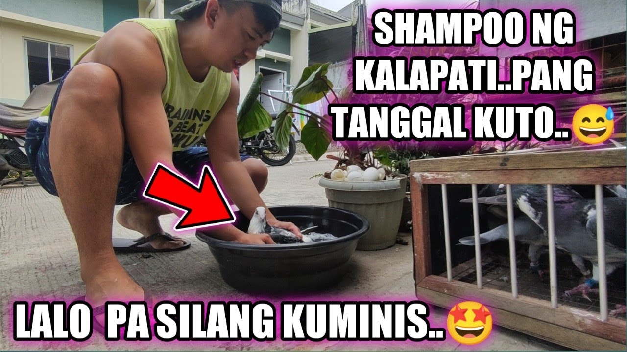 SHAMPOO NG KALAPATI..PANG TANGGAL KUTO..😅 | LALO PA SILANG KUMINIS..🤩 ...