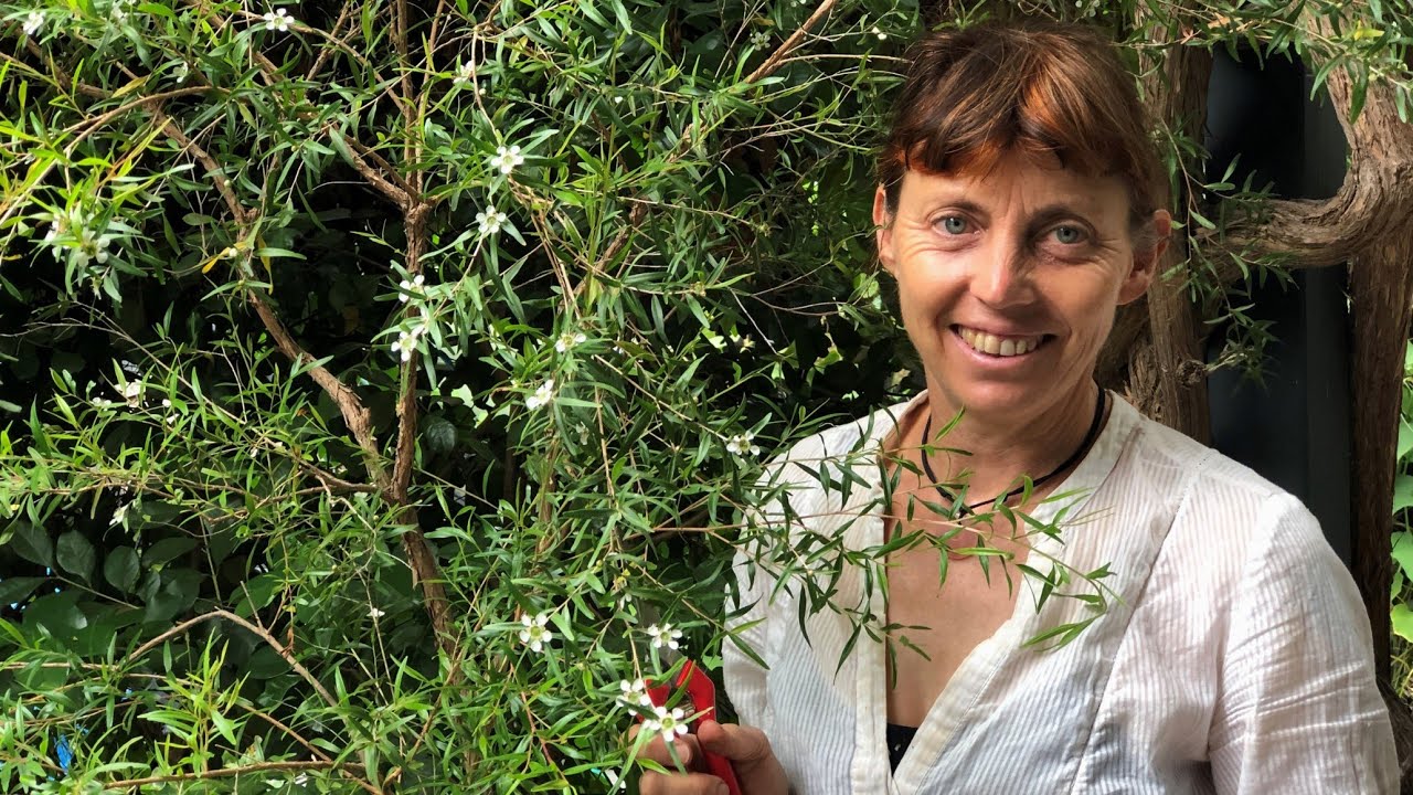 Harvesting and tip pruning lemon scented tea tree, Part 4 of Bush ...
