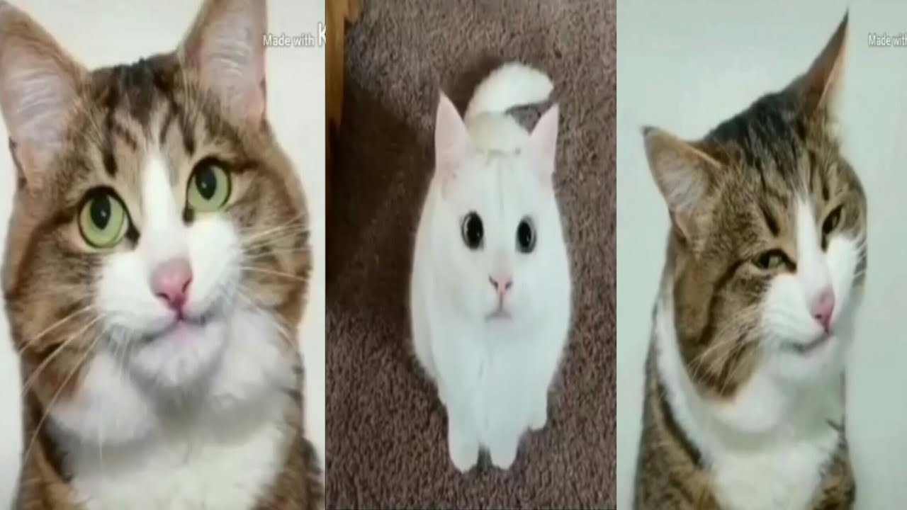 Kucing lucu bikin ngakak 😻😹 - YouTube