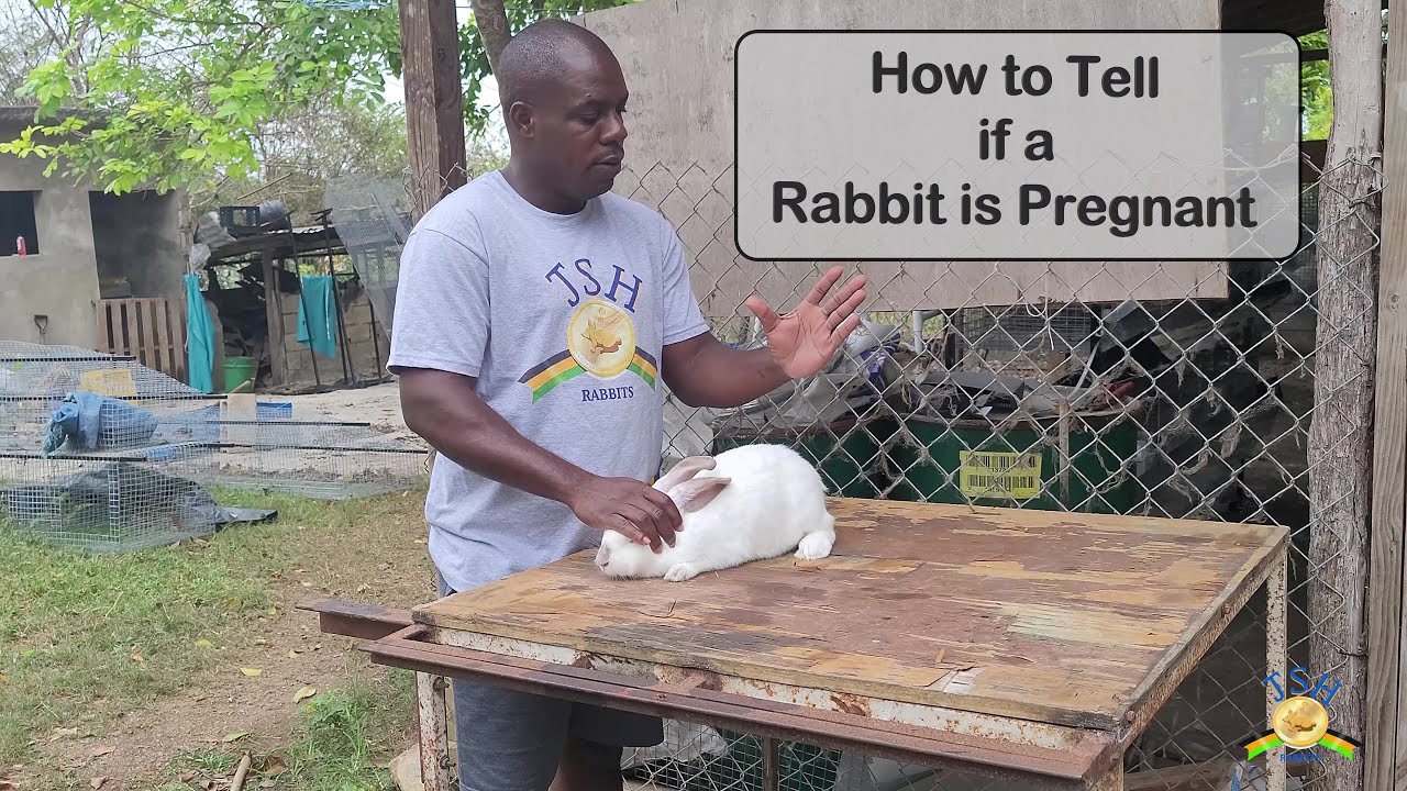 Jamaica Rabbit Farming: How to Tell if a Rabbit is Pregnant - YouTube