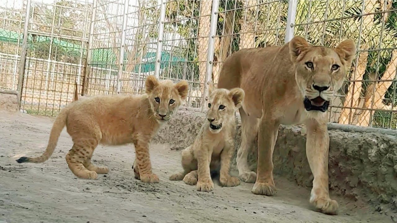 African Lion 🦁 With Two Cute Cubs Zoo - YouTube
