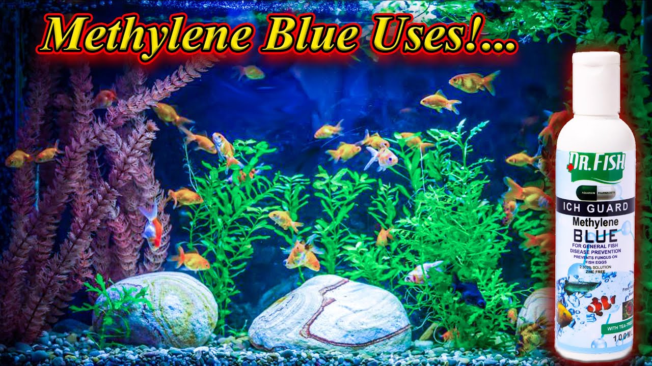 Methylene Blue Medicine Uses!. Fish Egg Fungus And Many Diseases ...