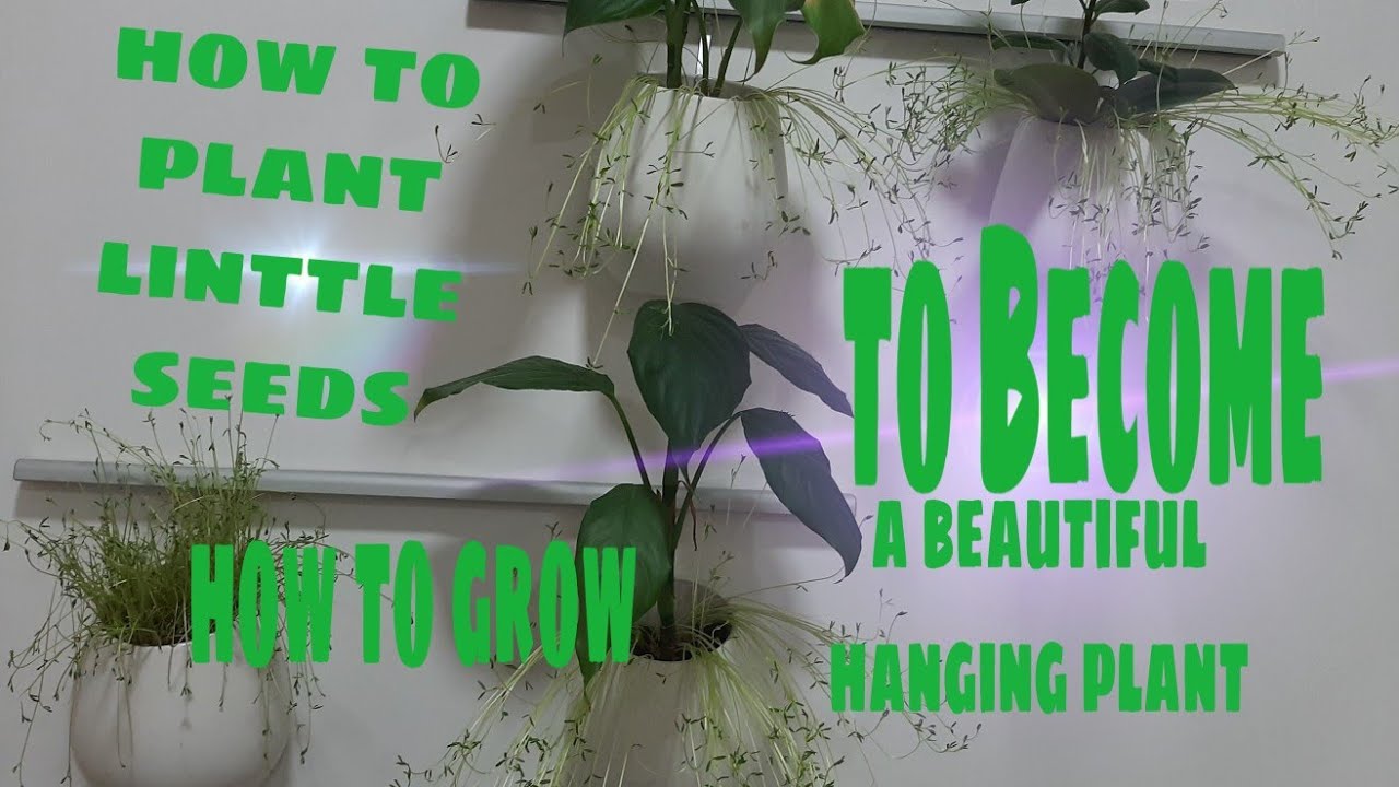 HOW TO PLANT LINTil SEEDS and Become a beautiful hanging plant # ...