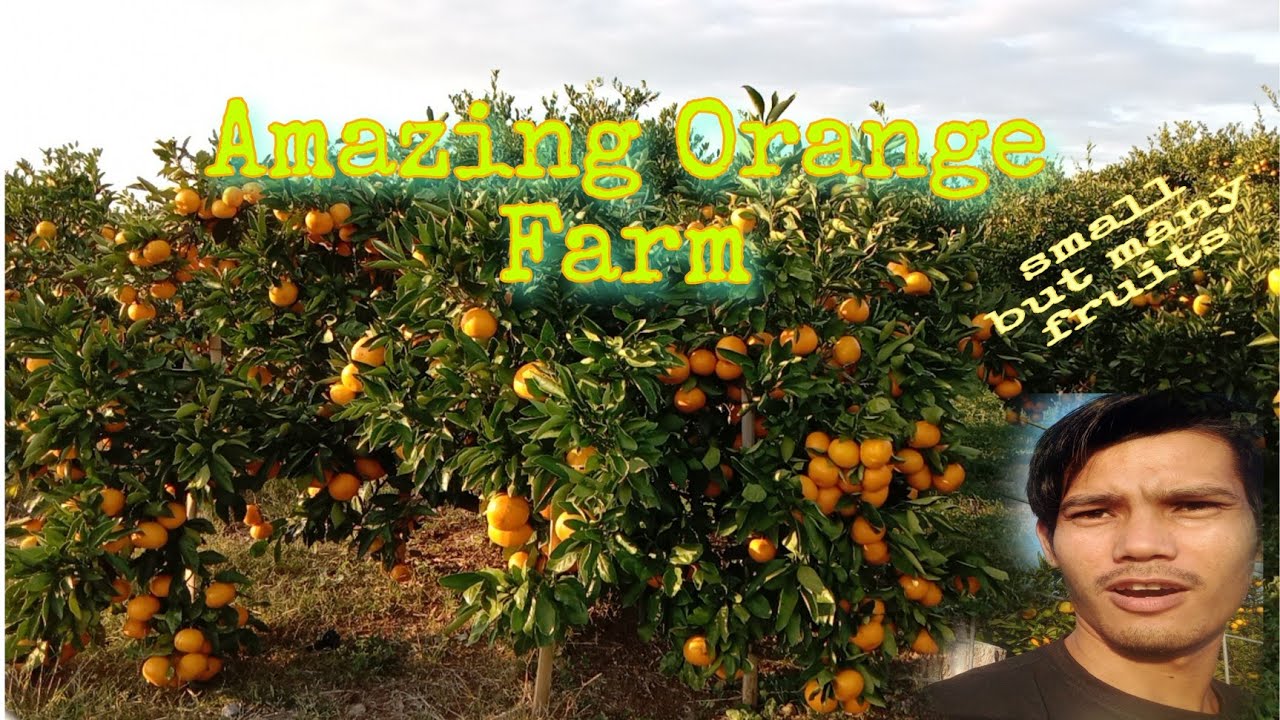 AMAZING ORANGE FARM, Small But Unique and Many Fruits - YouTube