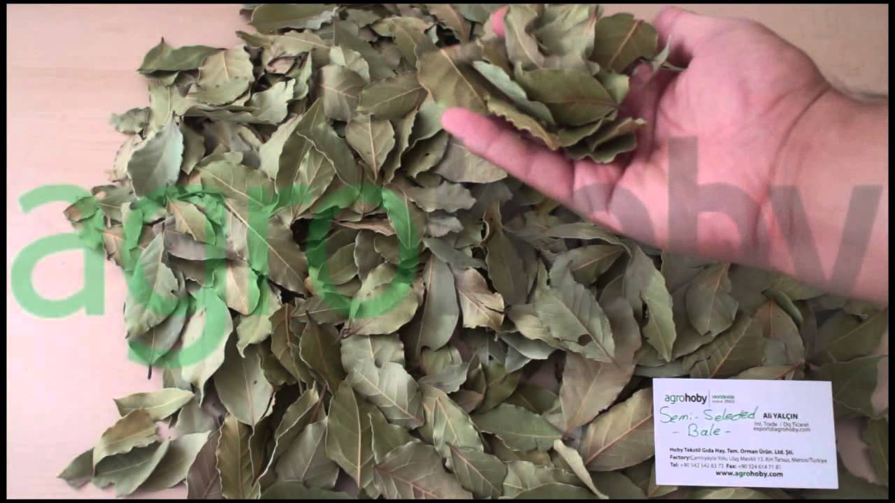 SEMI SELECTED BAY LAUREL LEAF - BALE PACKED - YouTube