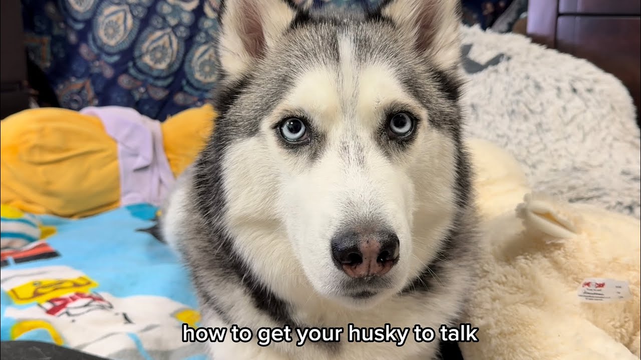 How To Get Your Husky To Talk! - YouTube