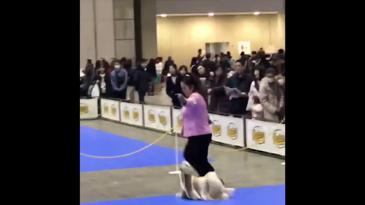 2018 Tokyo Inter National Dog SHOW - YouTube