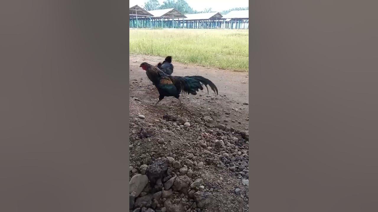 Ayam Kawin Terus Shorts Youtube