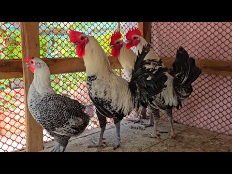 Original Misori Faumi chicken | Sound To Stop Rooster Crowing ...