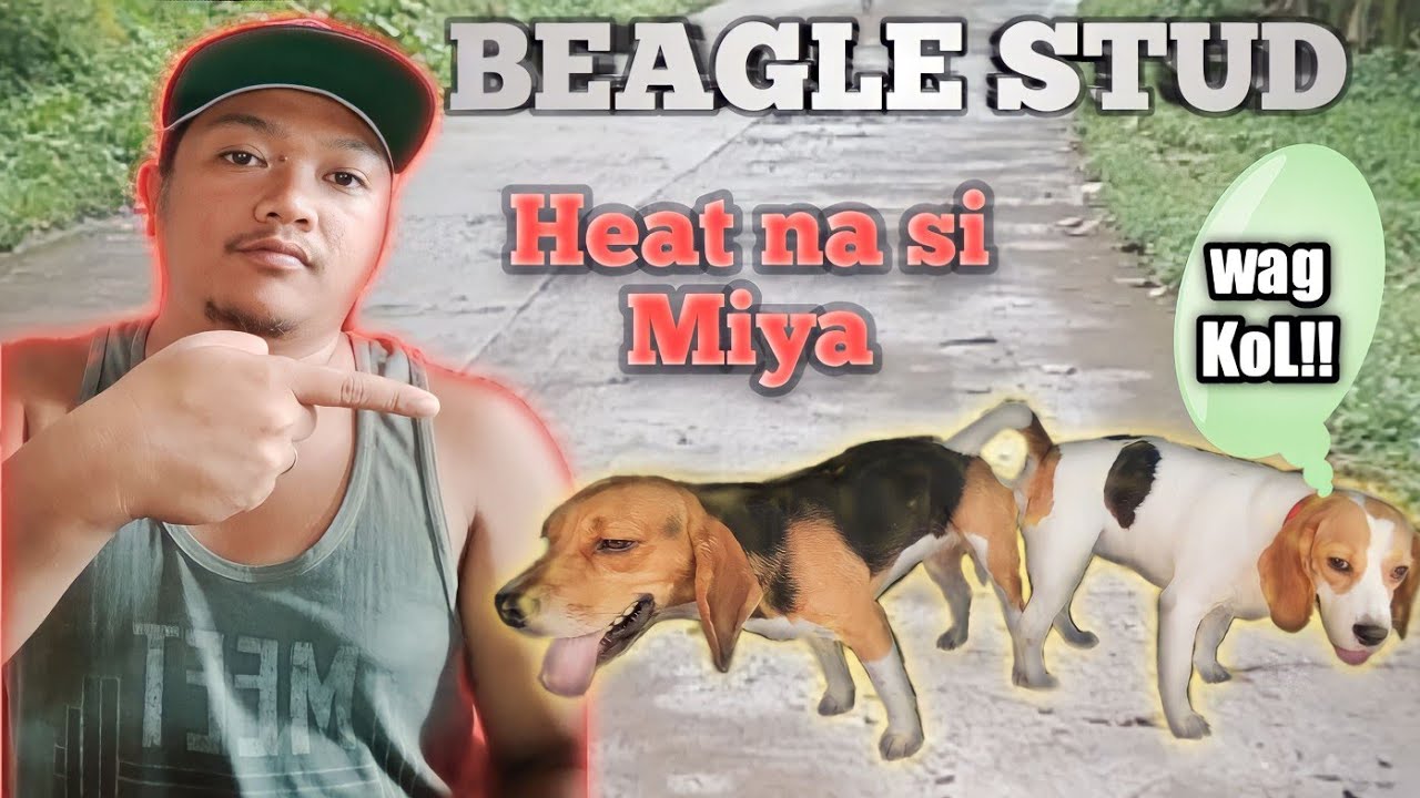 Pakastahan na si Miya | Beagle Stud | Dog Mating | Beagle Breeding - YouTube