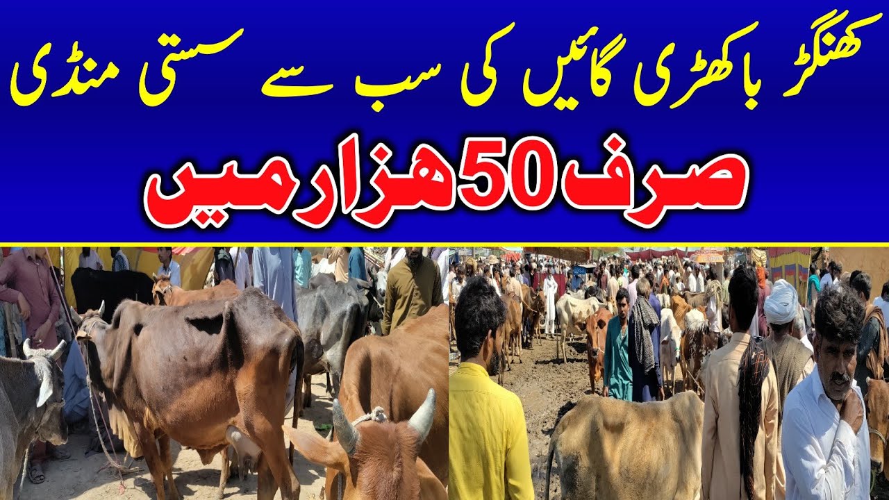 Today Malumor Janwar Mandi Rates | khangar Cows Rates | Cow Mandi 2023 ...