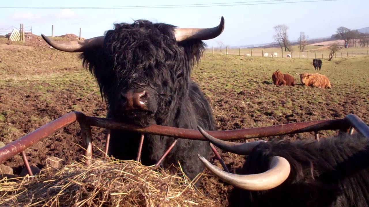 Hieland Coos Scottish Highlands Of Scotland - YouTube