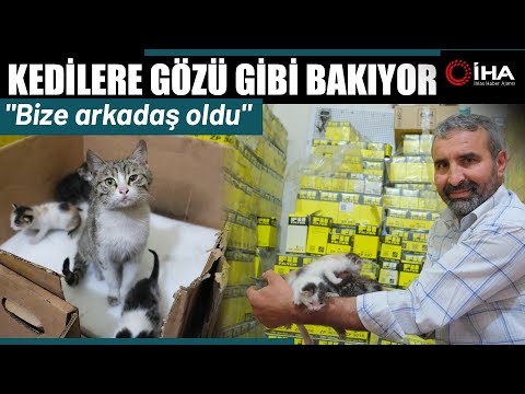 İş Yerinde Doğum Yapan Anne Kedi ve Yavrularına Gözü Gibi Bakıyor
