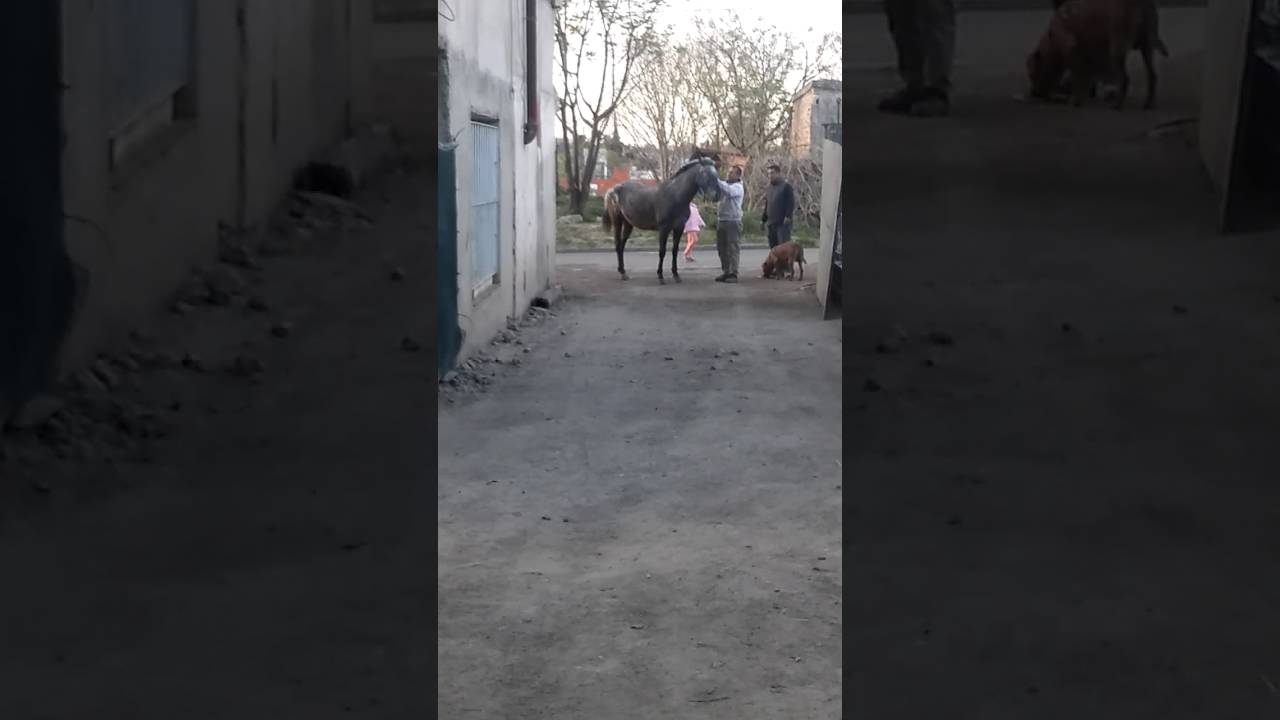 Caballo relinchando - YouTube