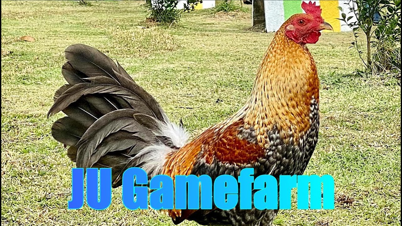 Lets Visit JU Gamefarm - YouTube