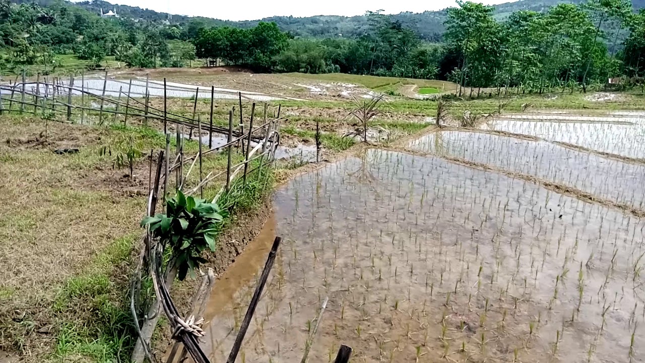 Rice Field Youtube