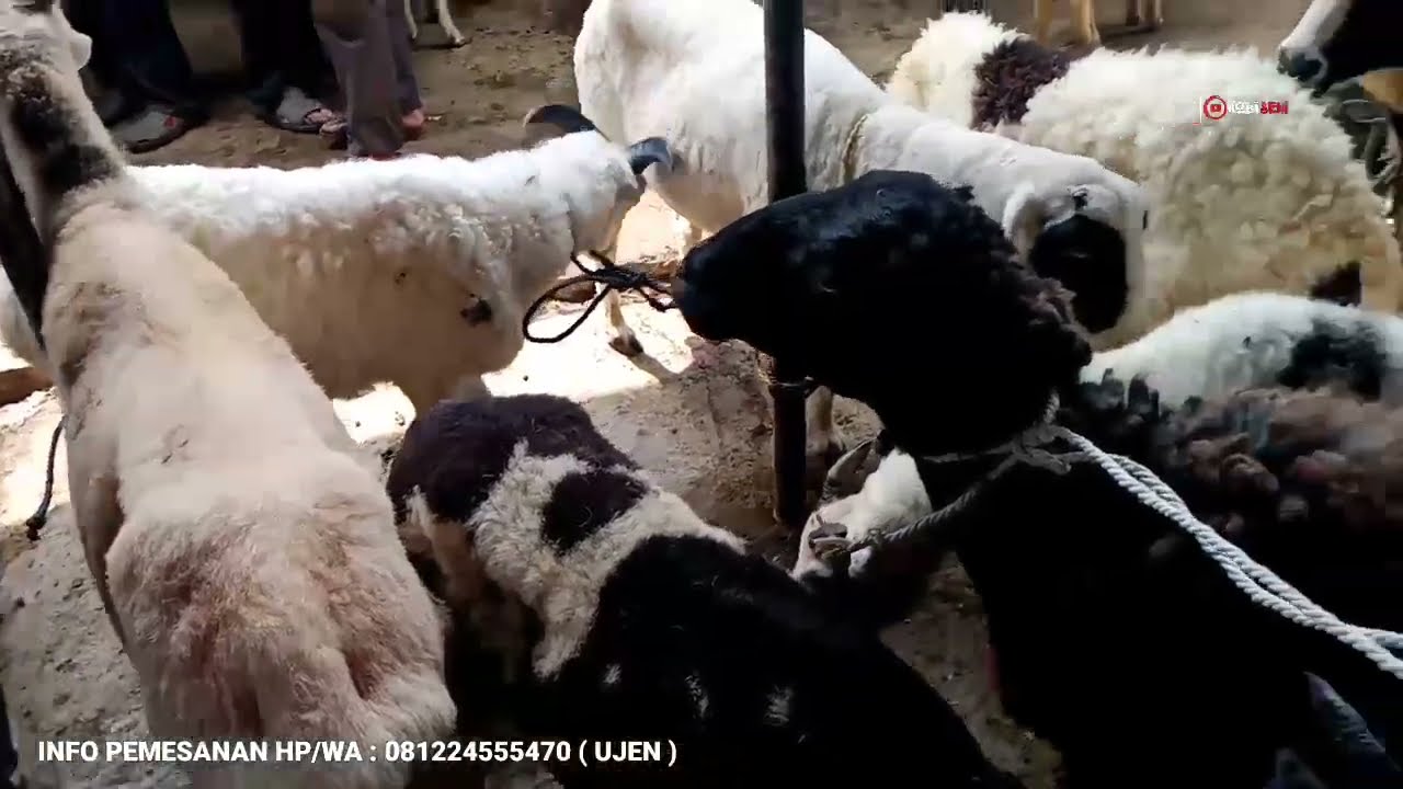 Domba Garut Betina Harga Pasar ‼️Update Harga Domba Garut - YouTube