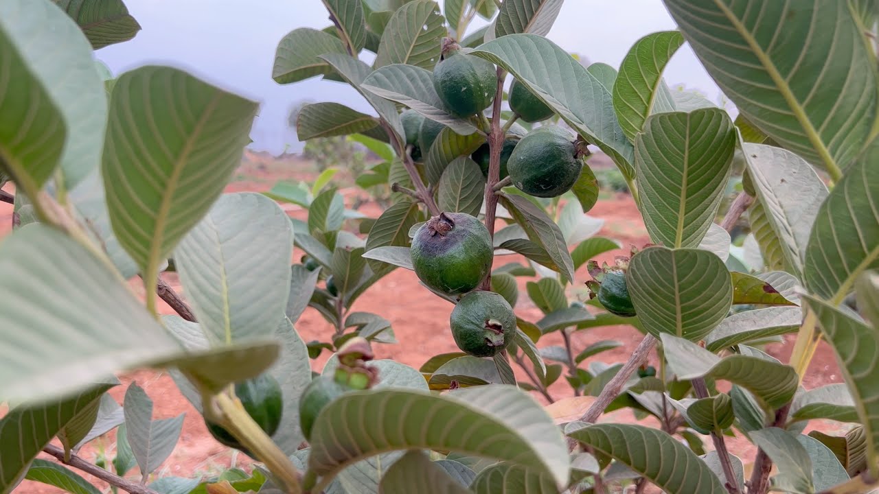 Identification & Management Of Phomopsis Fruit Rot In Guava | Farming ...