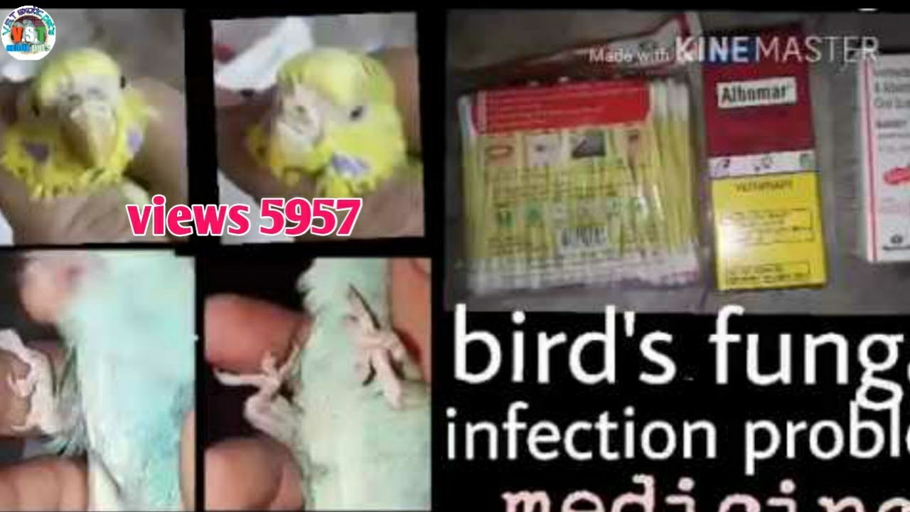 How to care bird fungal infection | how to treatment medicine all type ...