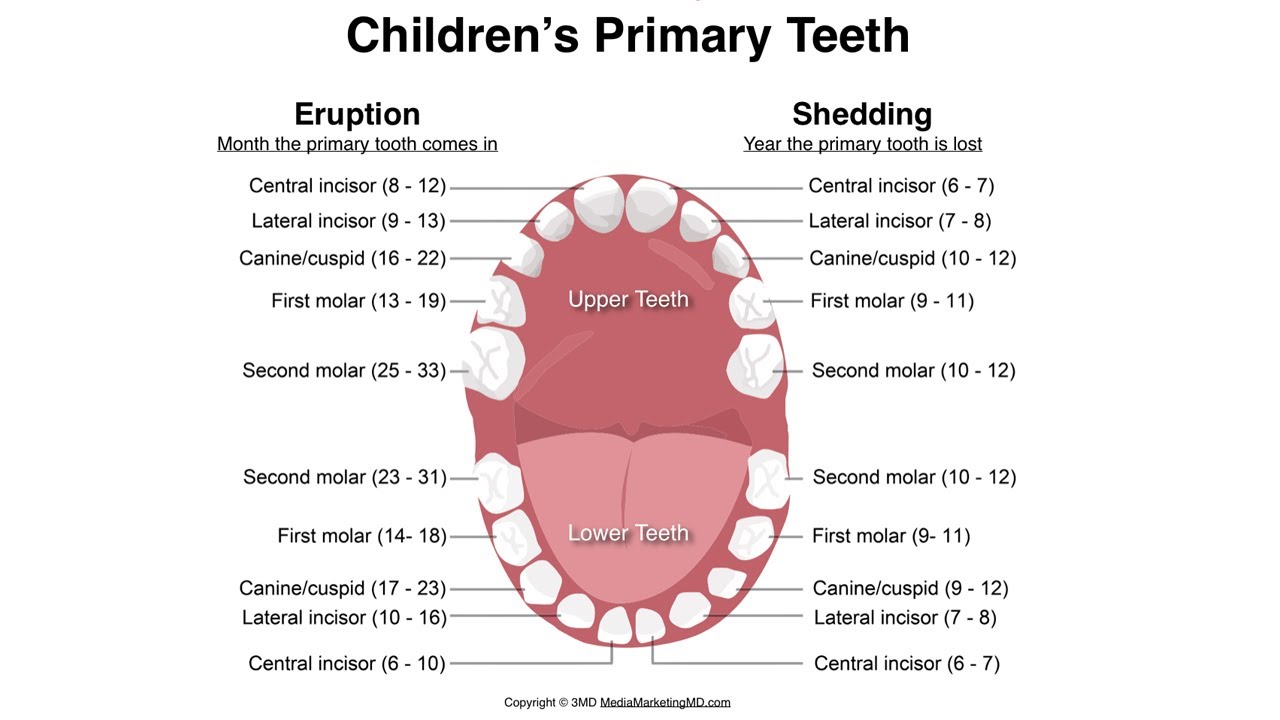 Primary Tooth Developmental Stages - YouTube
